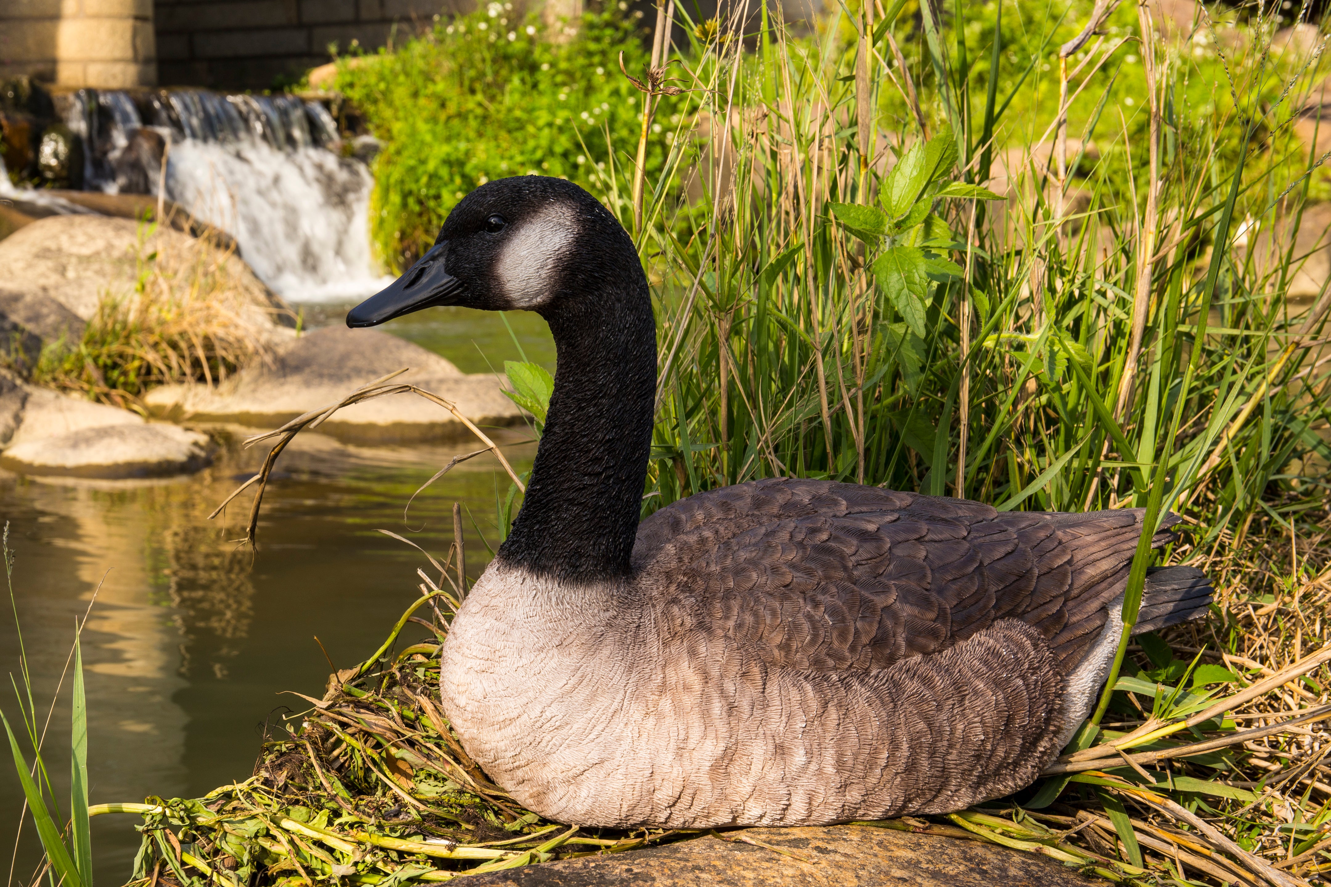 Sitting Canadian Goose Resin Statue – Hi-Line Gift Ltd.