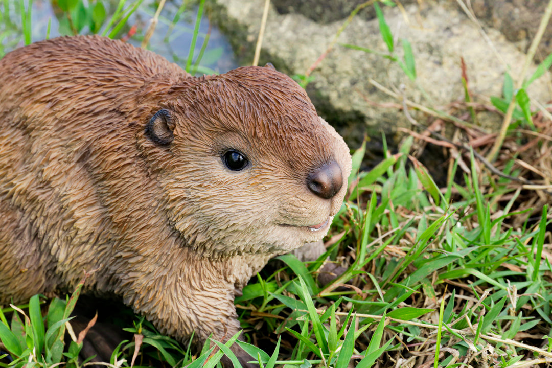 Hi-Line Exclusive - American Beaver Cub Statue - Home Decor - Hi-Line ...