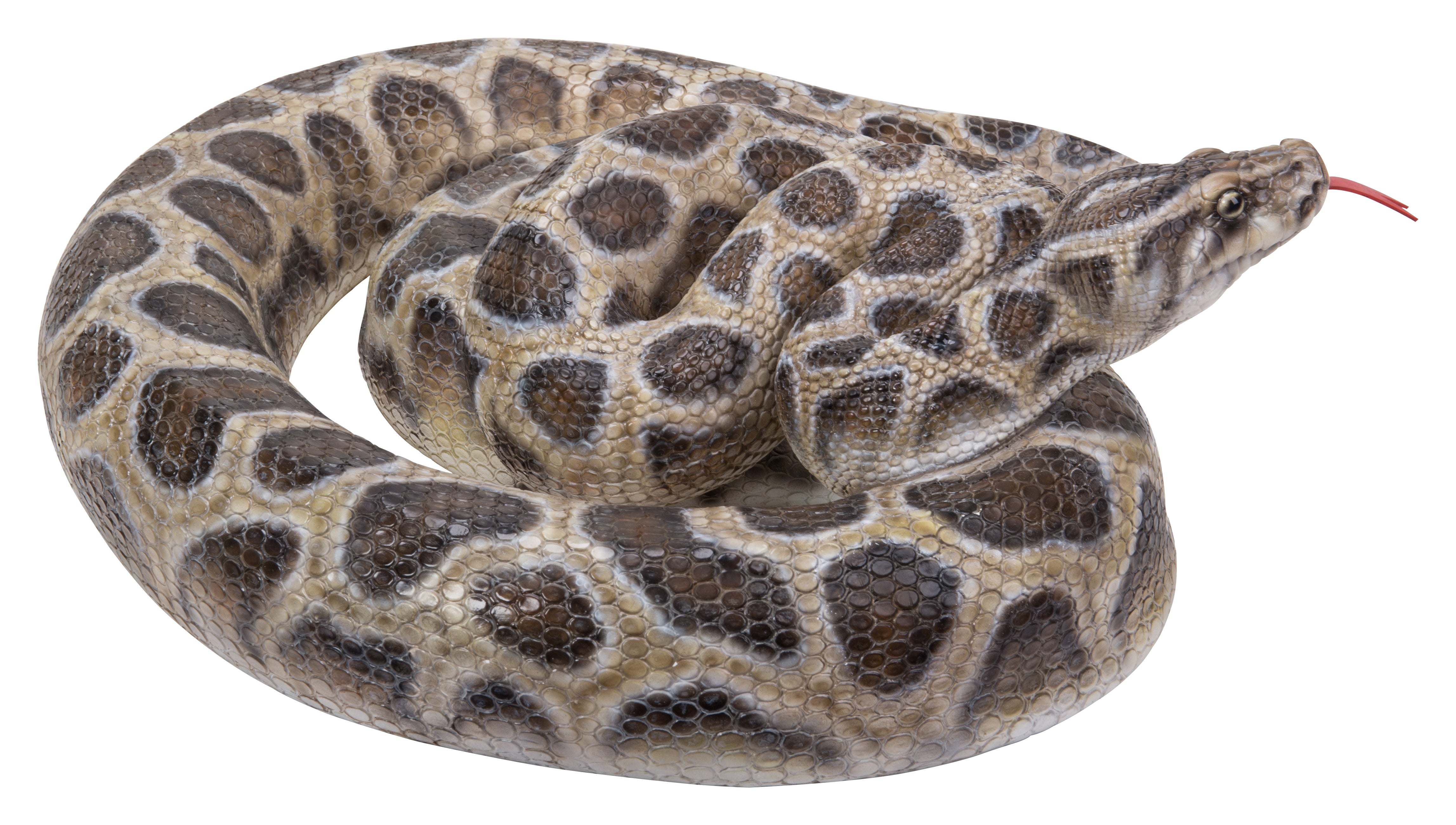 Curled-Up Python Resin Statue for Exotic Décor | Garden Accent – Hi ...