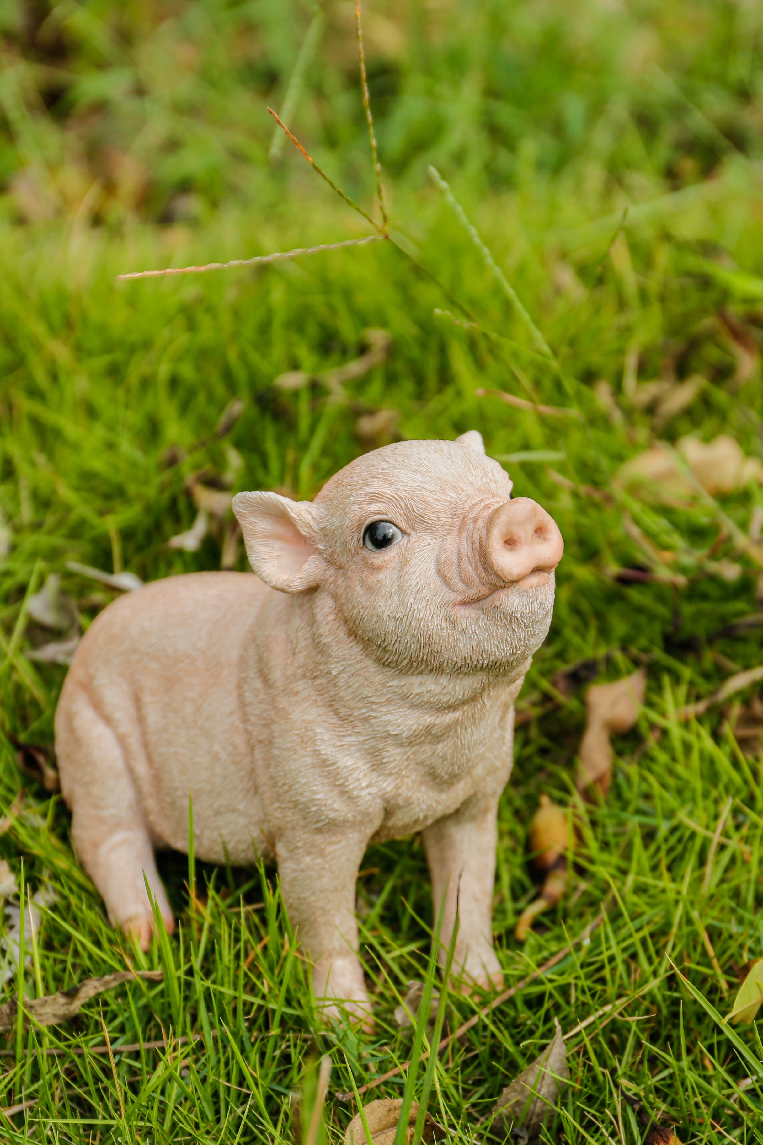 Baby Pig Sitting - Pink - Home Decor - Hi-Line Gift Ltd.