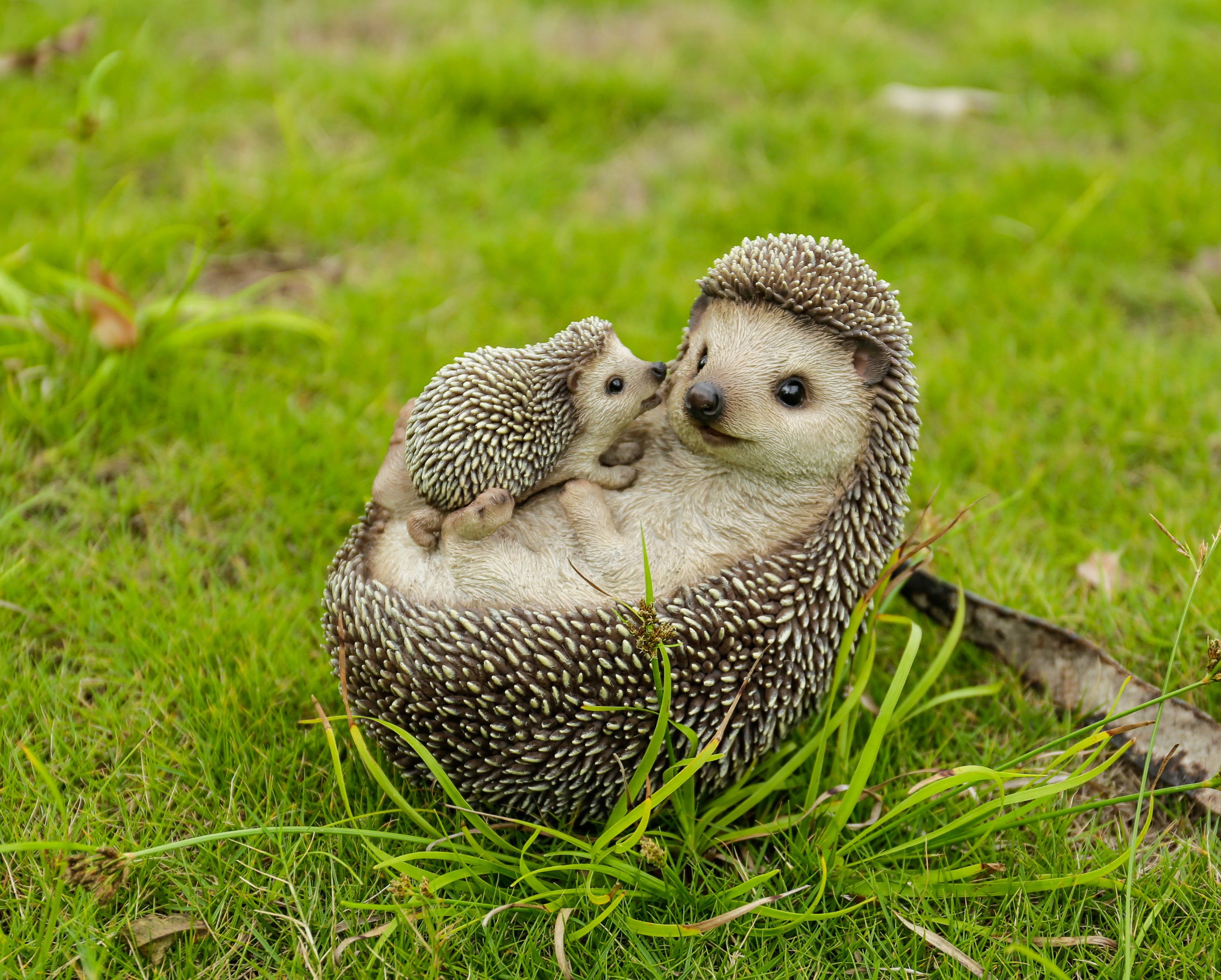 The Hedgehog: Nature’s Quiet Hero – A Deep Lesson in Strength, Patience ...